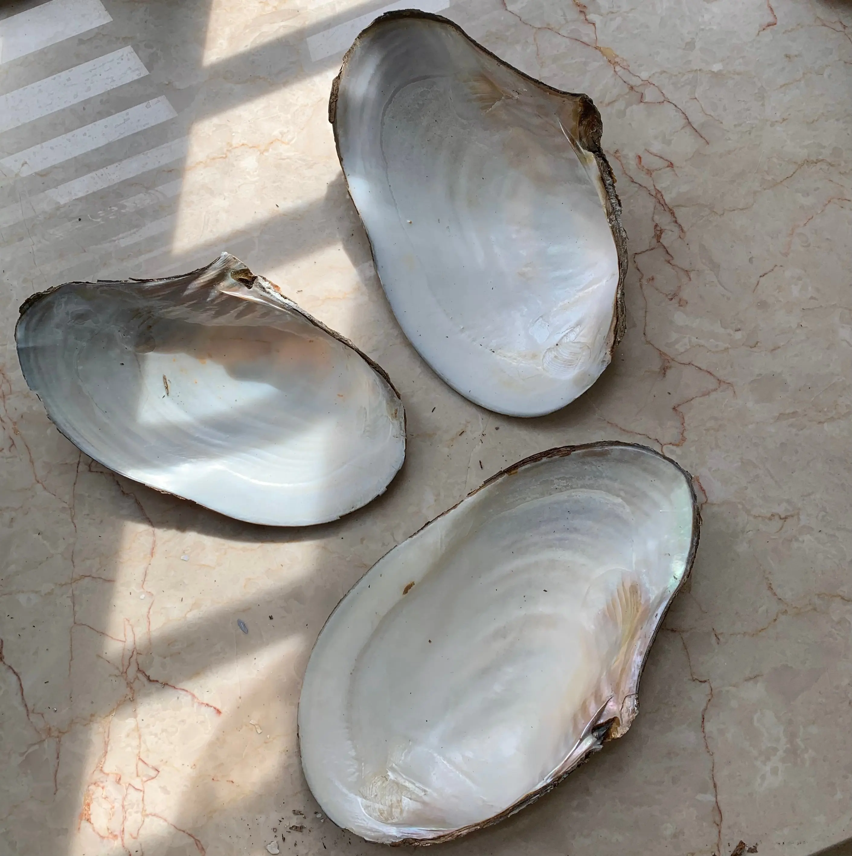 Giant Polished Mother of Pearl Clam Seashells - Eco-Friendly Decorative ...