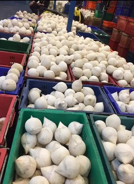 Fresh Whole Coconuts For Sale - Buy Fresh Whole Coconuts For Sale ...