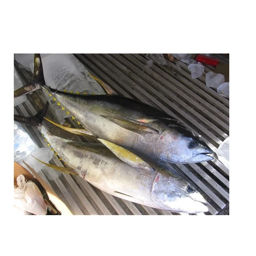 High Quality Fresh Frozen Yellowfin Tuna Fish Whole Part Best Price ...