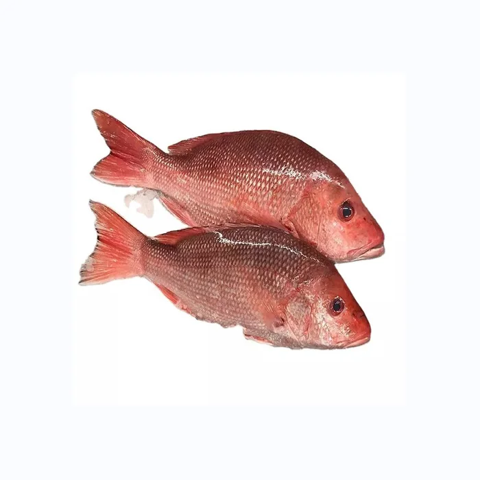 Frozen Red Seabream Fish Supplier Frozen Top Quality Black / Red ...