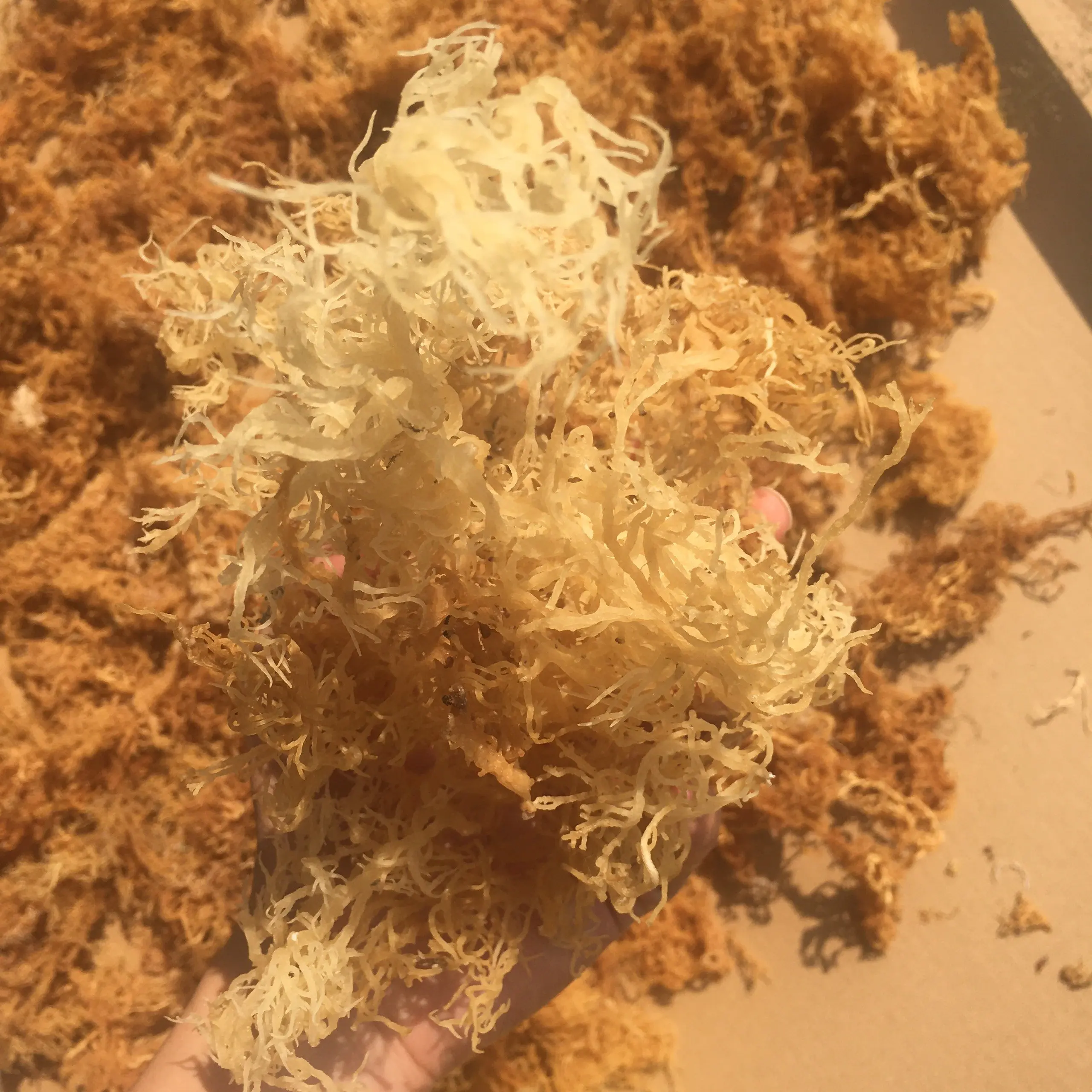 High Quality Dried Sea Moss,Super Attractive Price,Naturally Dried,100% ...