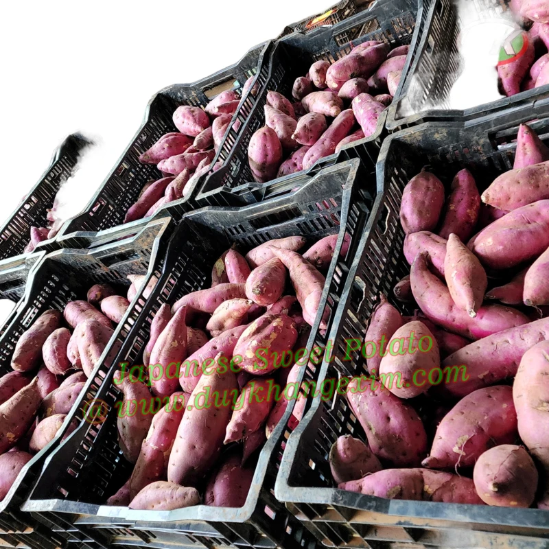 Japanese Sweet Potato In 2024 - Buy Vietnam Sweet Potato Fresh Peeled ...