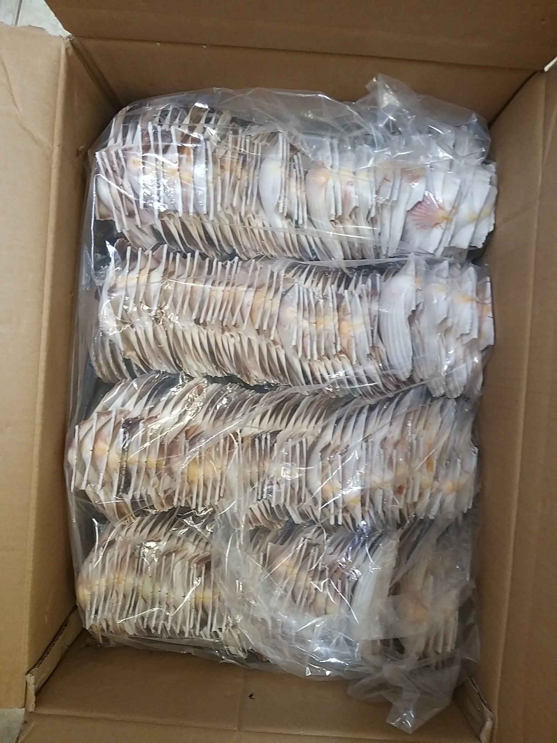 Natural Seashells Many Types Of Scallop Shells For Decoration Diy Shell ...