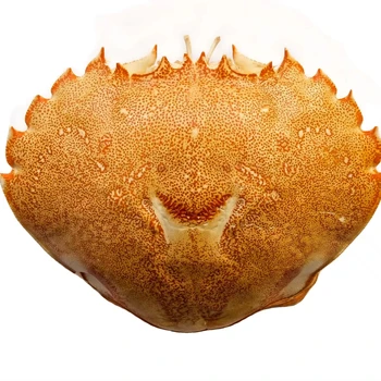 The Best Choice 2024 Crab Shell From Vietnam With Best Price And High ...