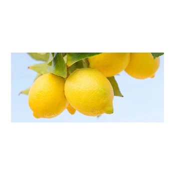 Fresh Eureka Adalia Verna Lemons And Valencia Navel Oranges Exporters ...