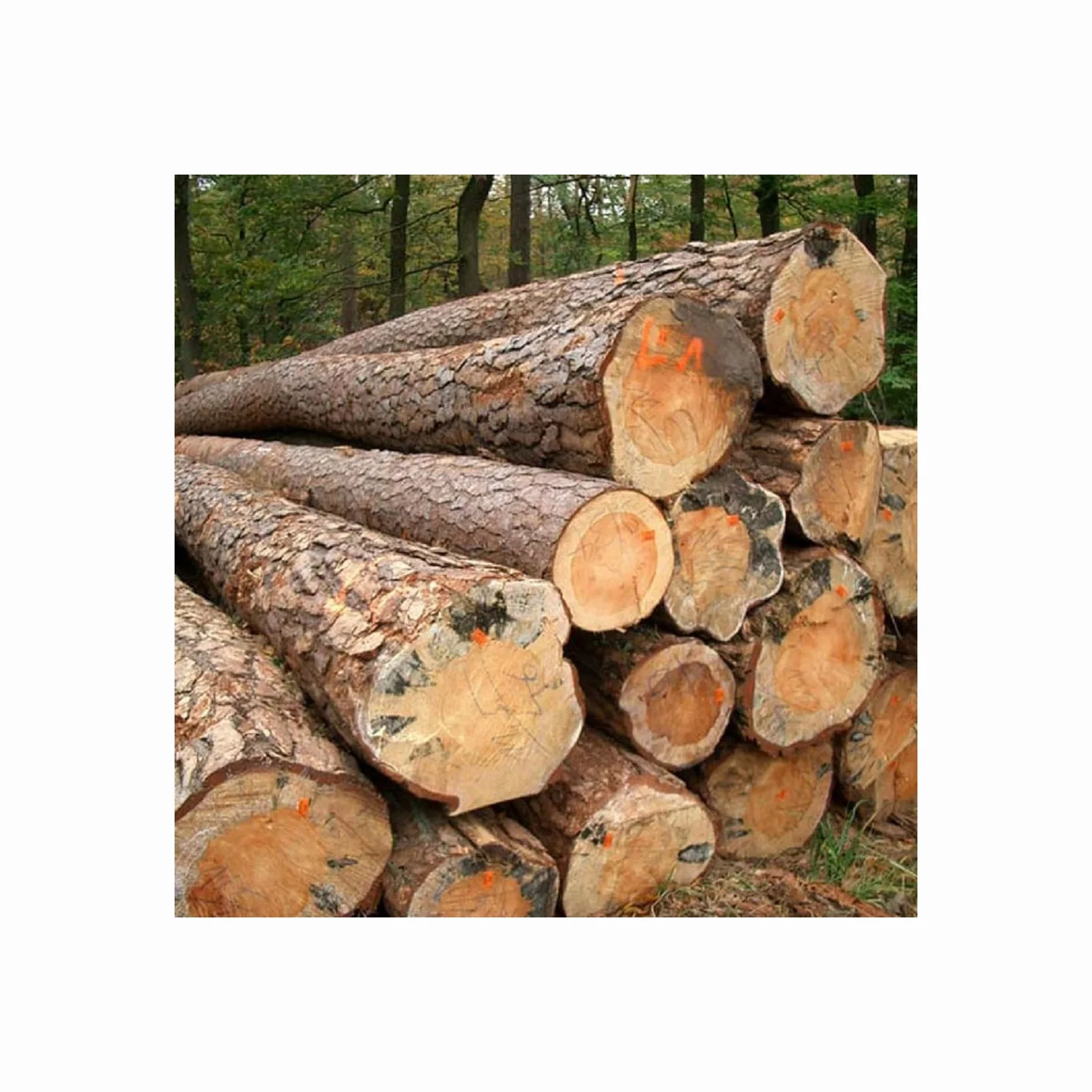 Top Grade Teak Wood Timber Bulk Quality Dry Round Teak Logs Durable ...