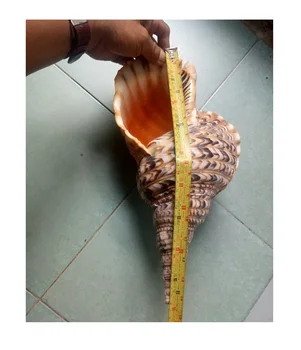 Various Types Of Ocean Big Seashell Trumpet Triton Conch Queen Snail ...