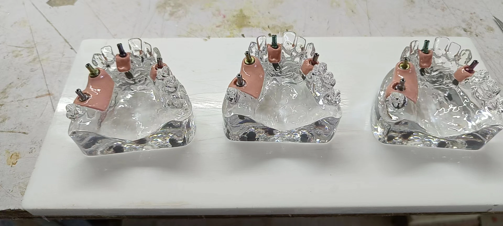 Transparent Rabbit Teeth Model - Perfect for Medical Teaching
