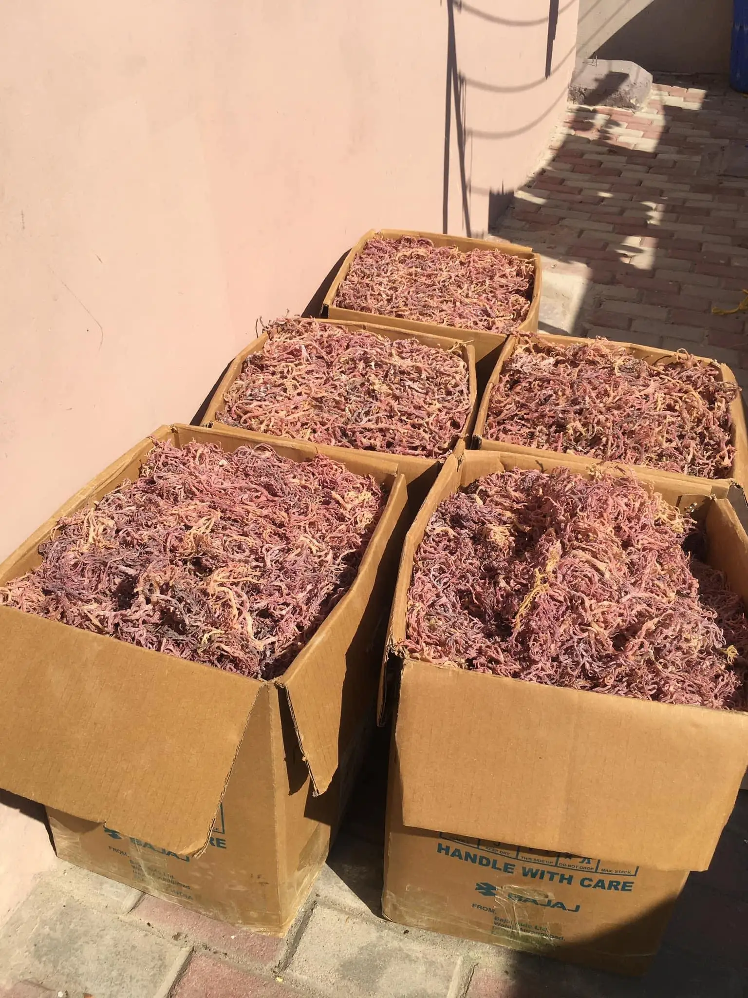 Dried Sea Moss Dried Eucheuma Cottonii Wildcrafted Raw Superfood Irish ...