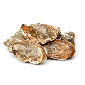 Unique Deep Flavor Famous Seafood Snacks Wholesale Fresh Oyster - Buy ...