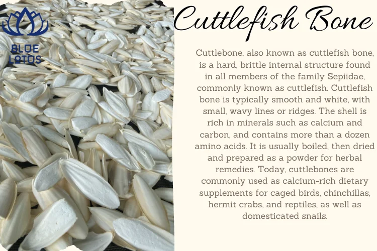 Premium Dry Cuttlefish Bone Cuttlebone 100% For Competitive Price ...