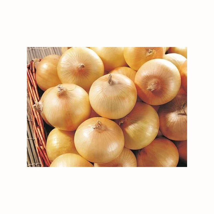 High Quality Hot Sale Fresh Yellow Onion In Bulk - Buy Fresh Yellow ...