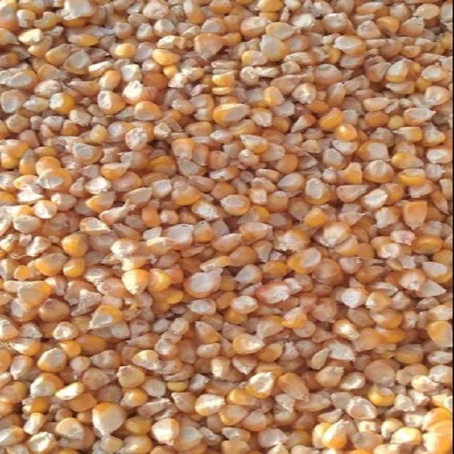 Bulk Selling Dried Yellow Corn For Sale,Yellow Maize Corn Bulk ...