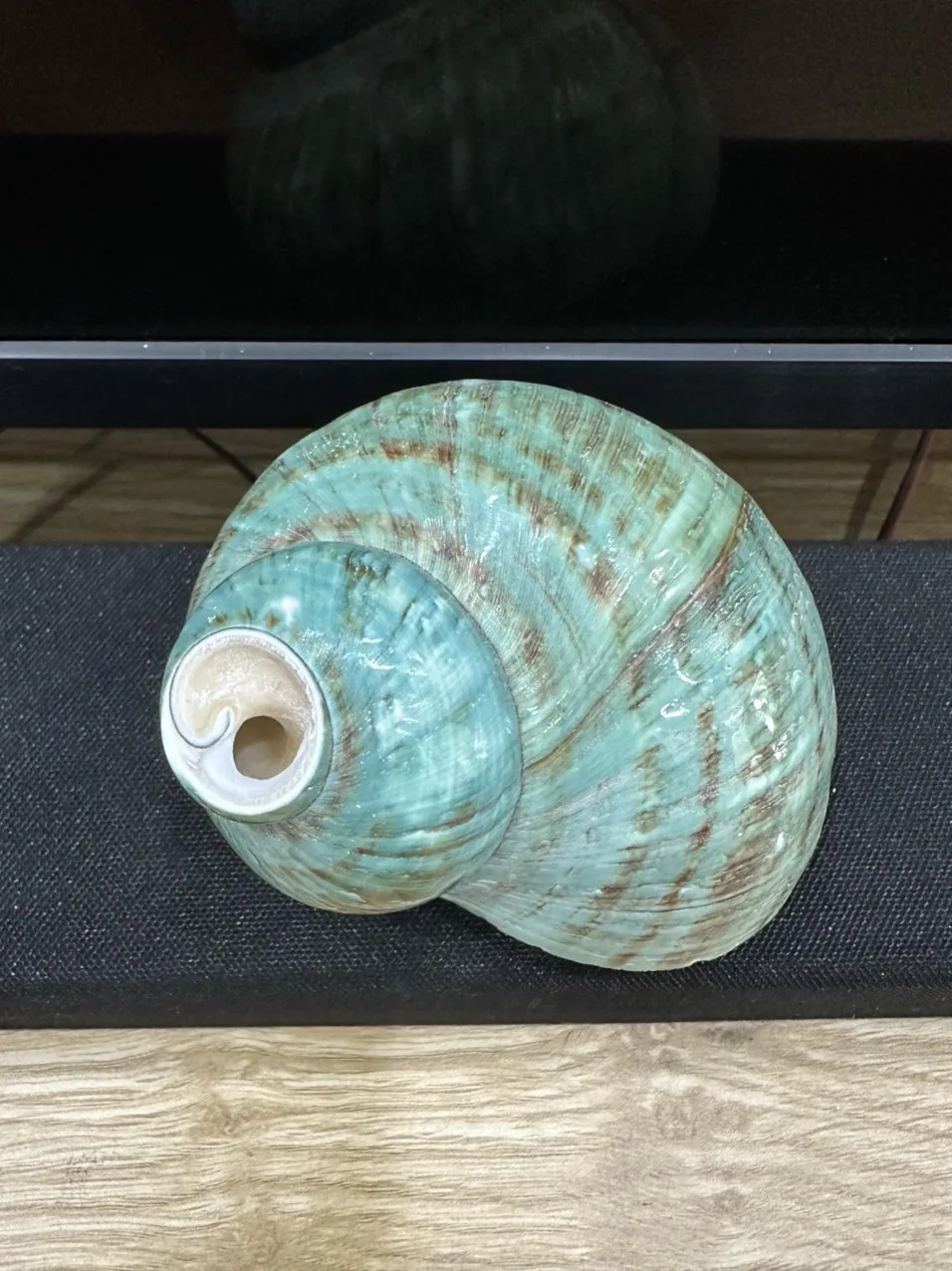 Big Size Hermit Crab Sea Shell - Green Mother of PEARL