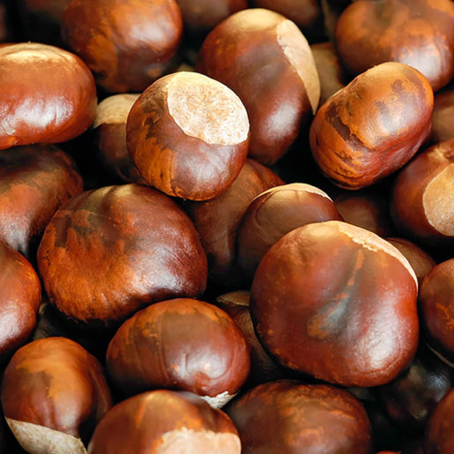 Best Selling Germany Shelled Fresh Raw Organic Chestnuts In 5kg Peeled ...