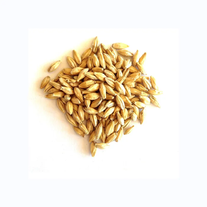 Barley Grains Premium Barley Seeds/animal Feed Barley/bulk Barley ...