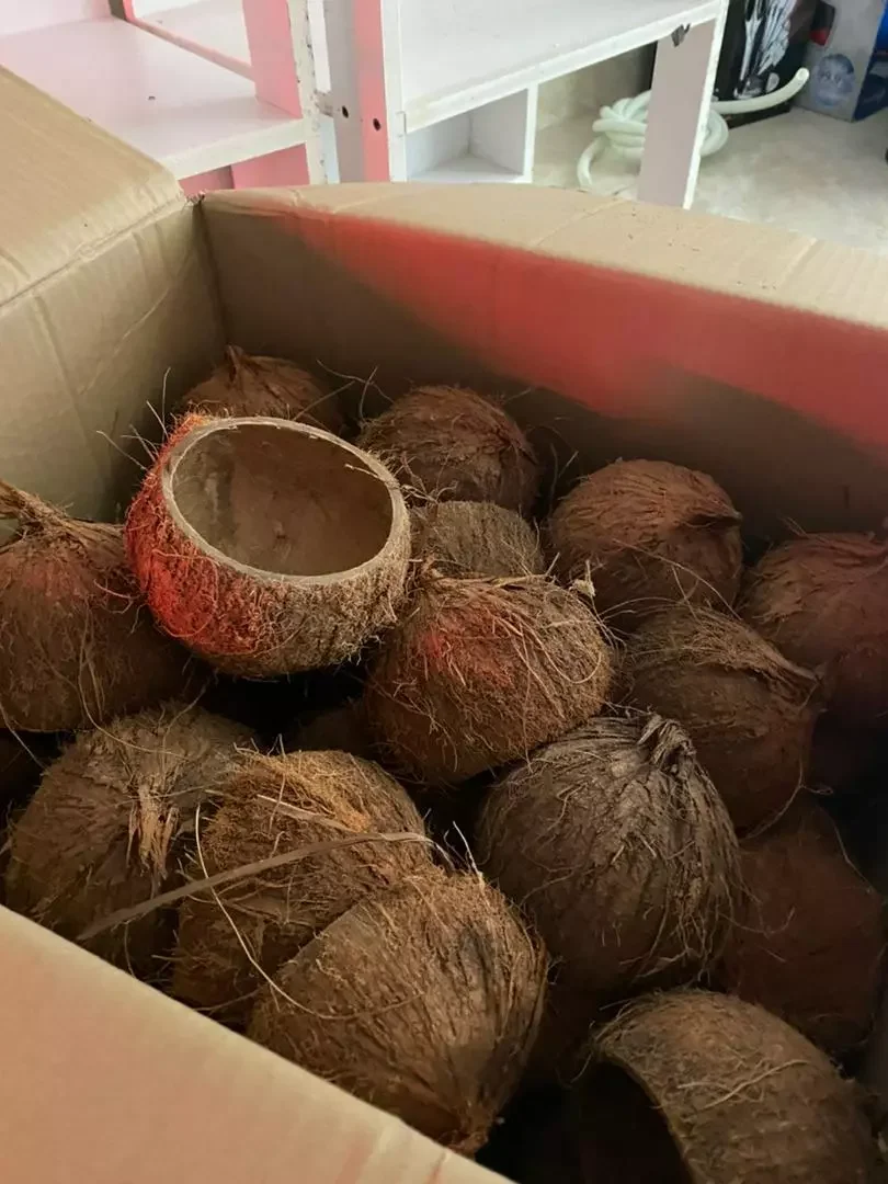Eco Friendly Raw Material Coconut Shell Used For Charcoal For Growing ...