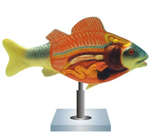 Fish Dissection zoology biology models student educational teaching ...