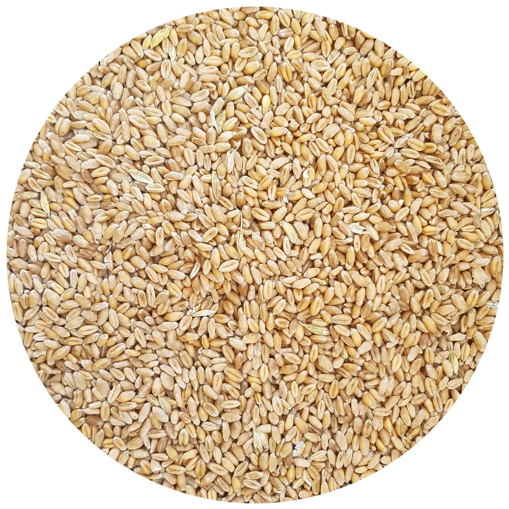 Quality Golden Soft Wheat With High Gluten - Feed Wheat Grain In Bulk ...