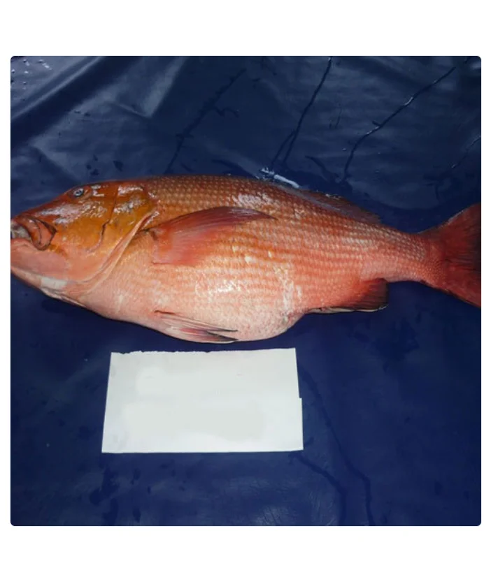 Pescado Snapper De Color Rojo,Pescado Rojo,Entero Y Mojado - Buy ...