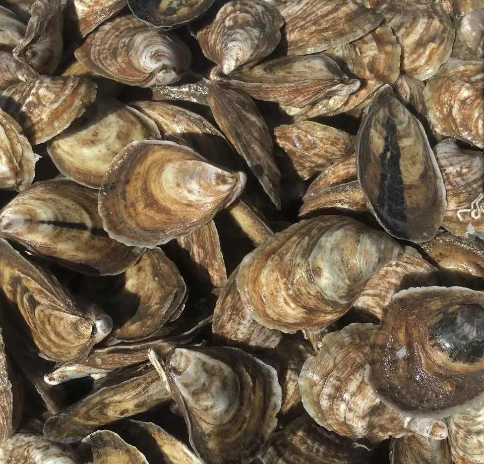 Promotional Murex Operculum Seashells / Gastropods Operculum Shells ...