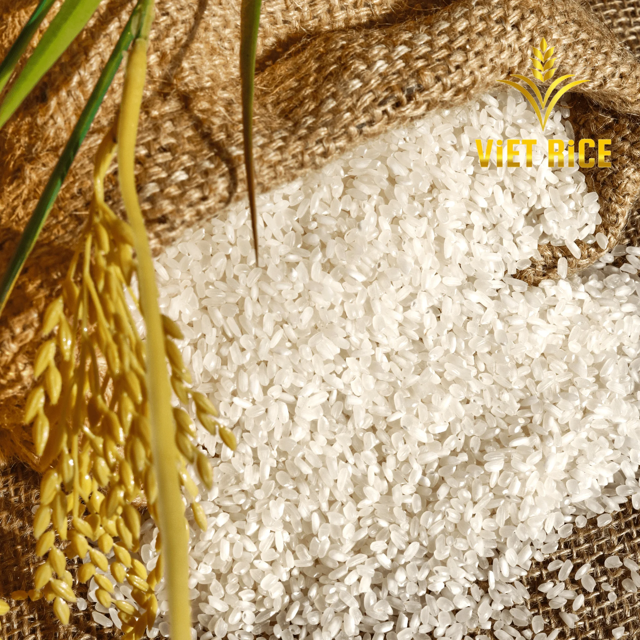 Vietnamese Rice _ Japonica Rice Best Quality Made In Vietnam Exported ...