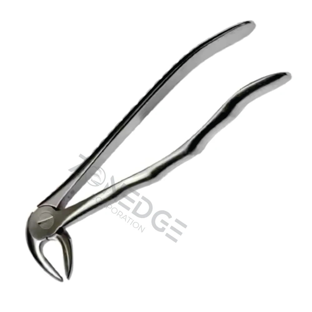 Curved Lower Molar Extraction Dental Forceps Heavy Stainless Steel ...