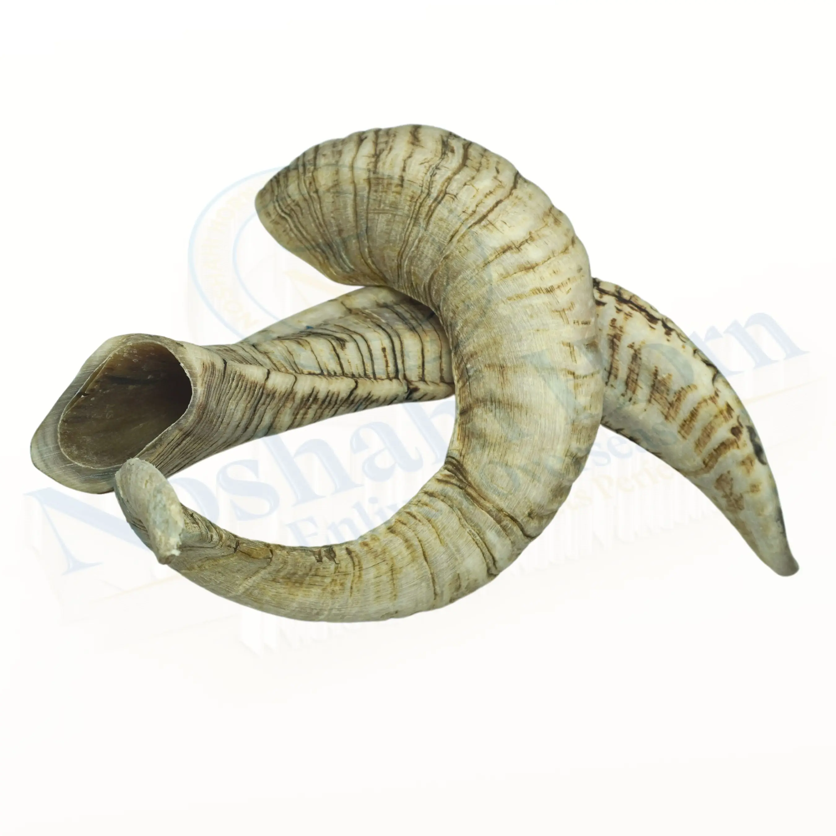 Natural Ram and Lamb Horn Decorative Piece - Handcrafted, Unique Horns ...