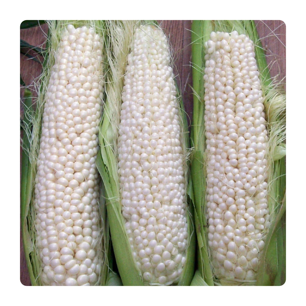 White Corn/ White Corn For Human Consumption Non Gmo White Corn/ Yellow ...