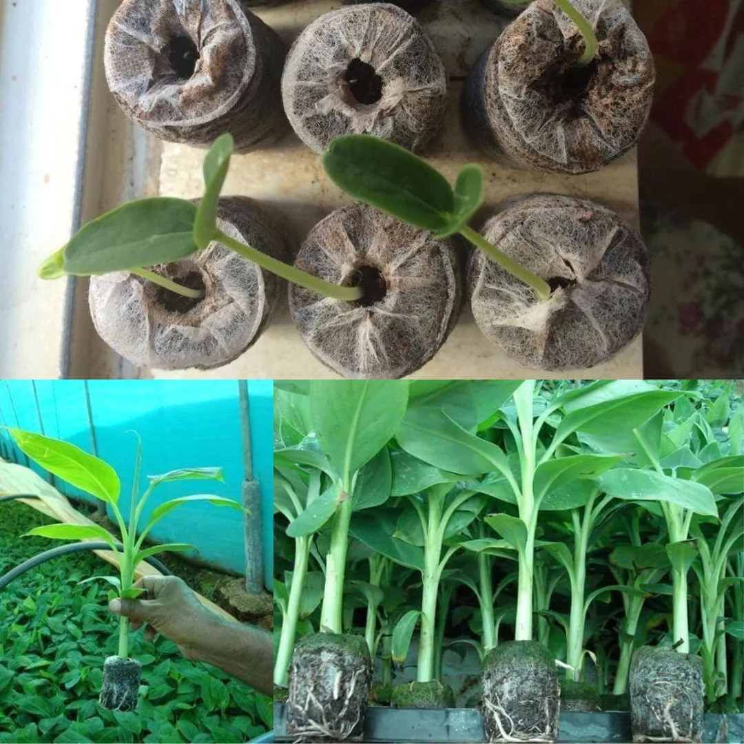 Seed Starting With Coconut Coir Pellets/ Coco Coir Seed Starter For ...