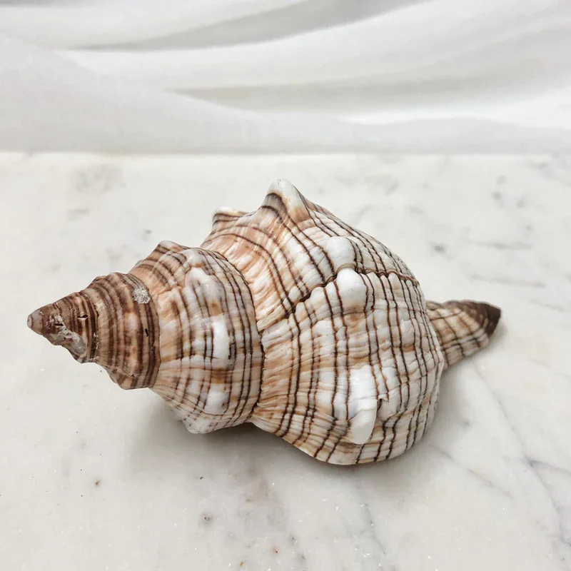 Ocean Big Size Tridacna Gigas Seashells for Home Decor