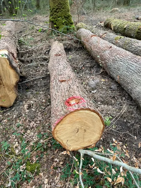 European White Oak Round Logs - Buy White Oak Logs Sale,Oak Wood Round ...