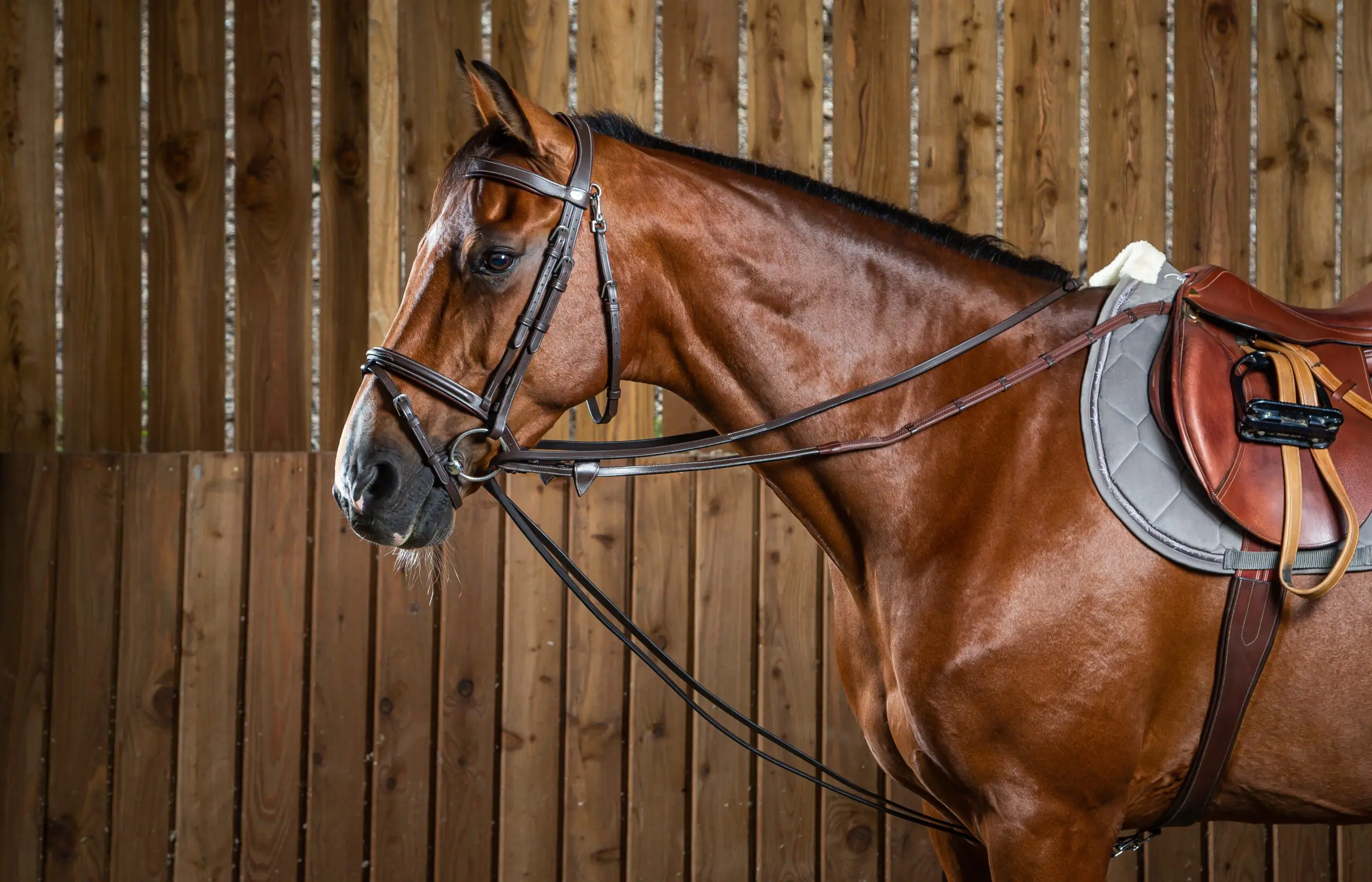Premium Horse Leather Reins with Buckles, horse riding Equipment ...