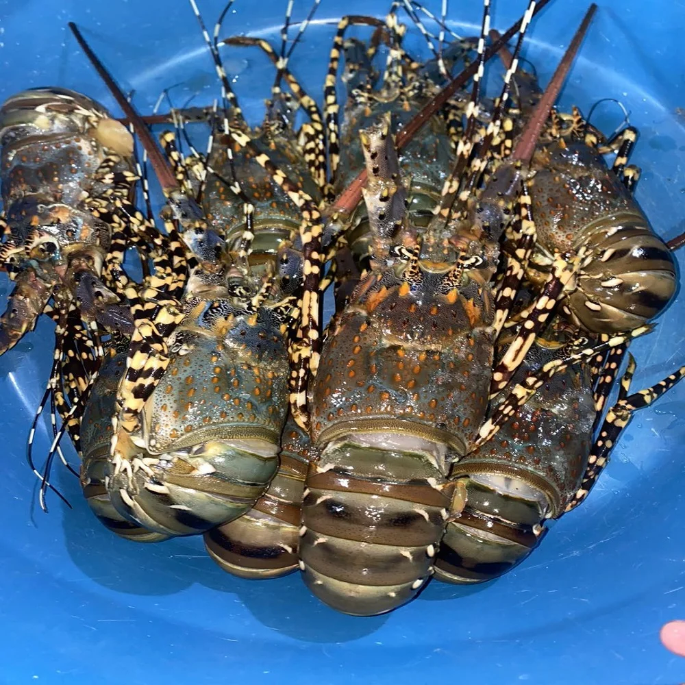 New Product Frozen Lobster Salad Crawfish Food Crayfish Crawfish - Buy ...