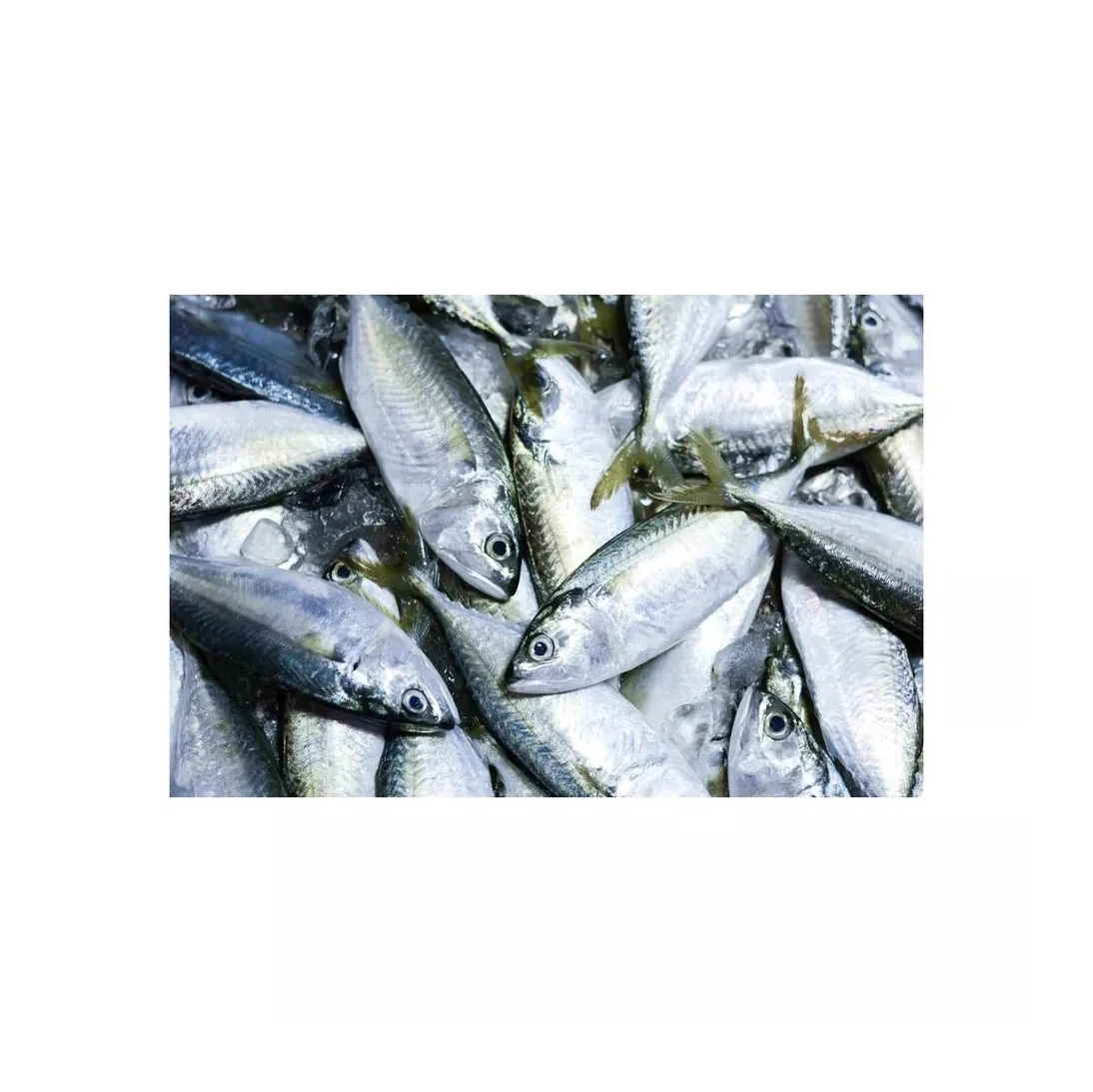 Horse Horse Mackerel Fish Frozen / Hotsale Fresh / Mackerel Fish ...
