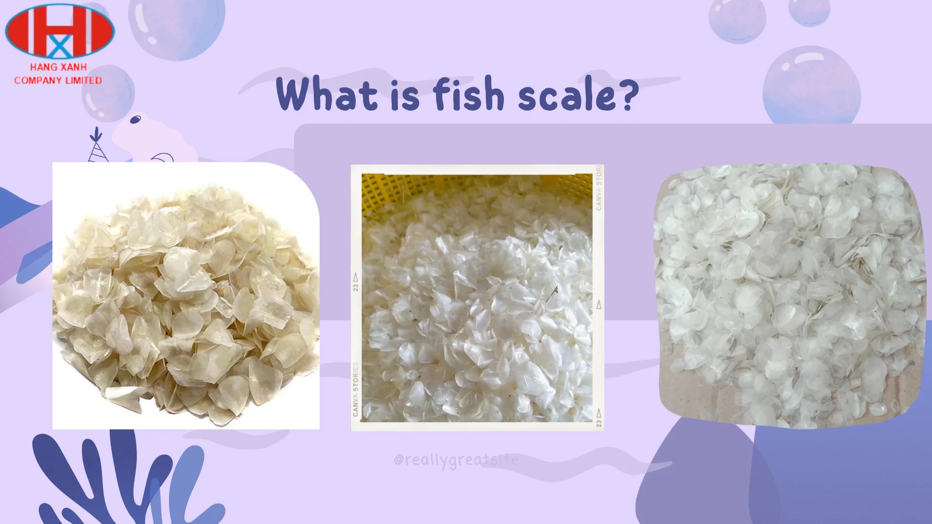 Raw Dried Fish Scale Tilapia And Latinae From Vietnam - Collagen ...