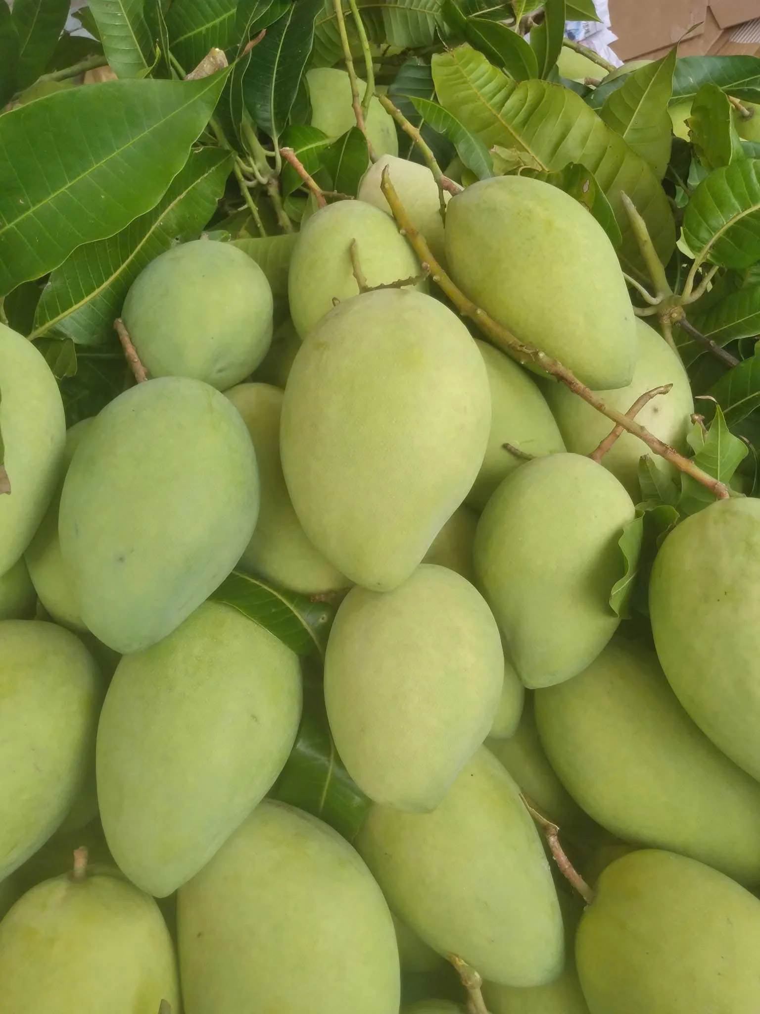 Vietnam Fresh Mango Cat Chu from Dong Thap Premium Quality Taste Sweet ...