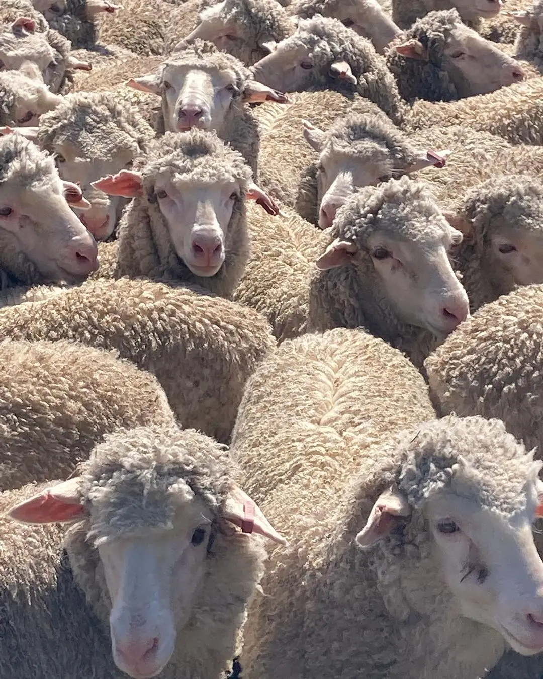 Turkey Fat Tail Awassi Sheep,Dorper Sheep And Merino Sheep - Buy Merino ...