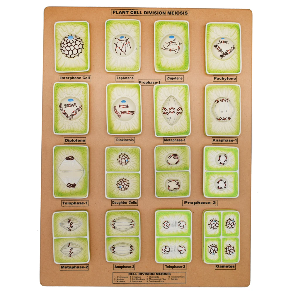 Explore the Plant Cell Division Meiosis Model by Radical for Education ...