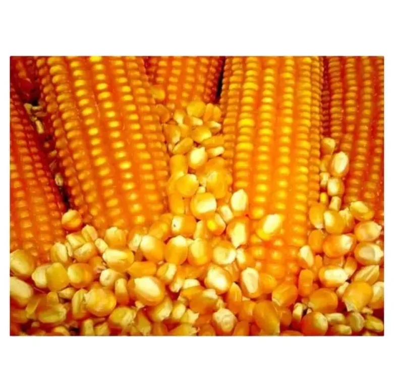 2024 Direct Farm Price Dried Yellow Corn For Animal Feed / Wholesale ...