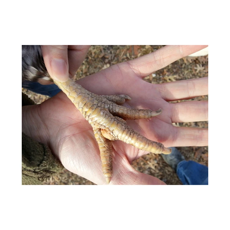 Fresh Whole Chicken /halal Frozen Chicken Paw/halal Whole Chicken For ...