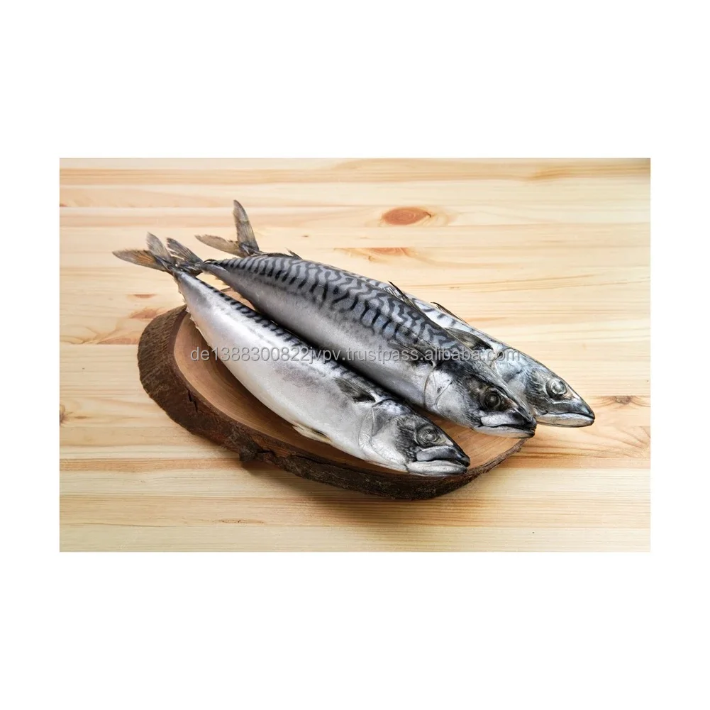 Frozen Fresh Seafood - Top Grade Mackerel Fish Products
