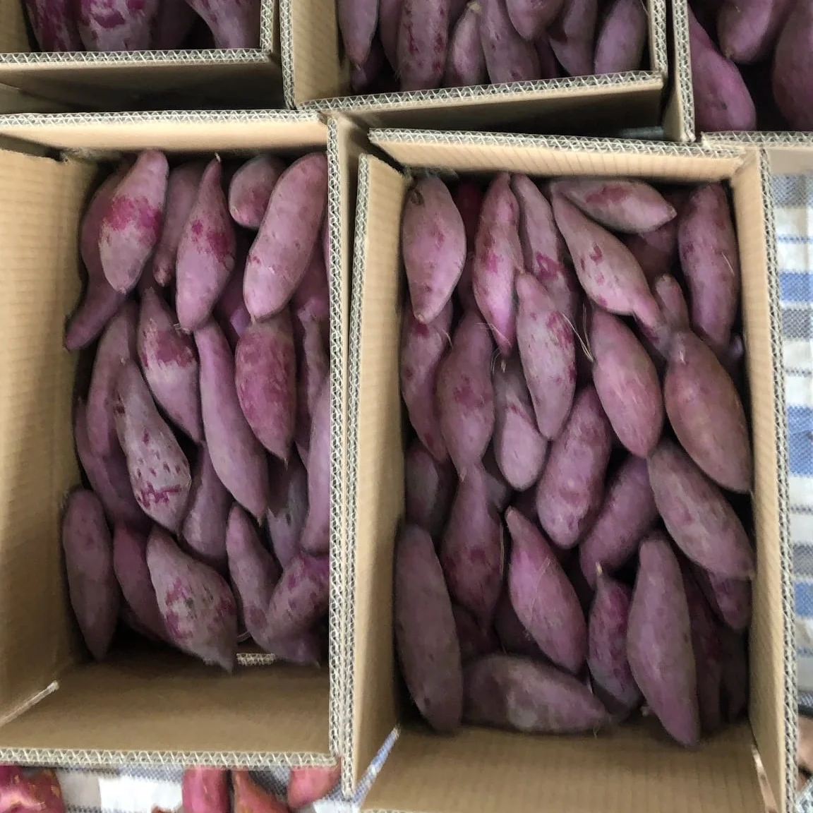 Fresh Yam Potato Sticks From Vietnam Sweet Potato Cubes High Quality ...