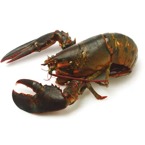 Hot Selling Live Canadian Lobster / Frozen Lobster | Fresh Quality ...