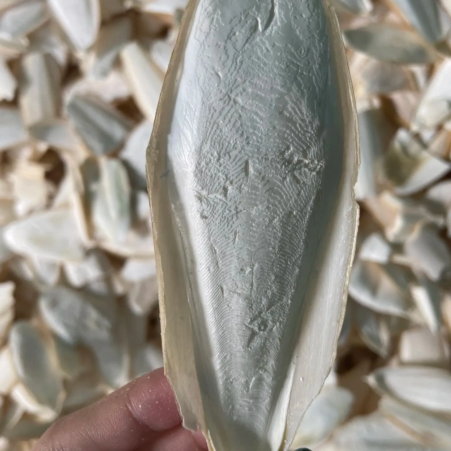 GOOD PRICE, SUNLIGHT DRIED CUTTLEFISH BONE MADE IN VIETNAM| Alibaba.com