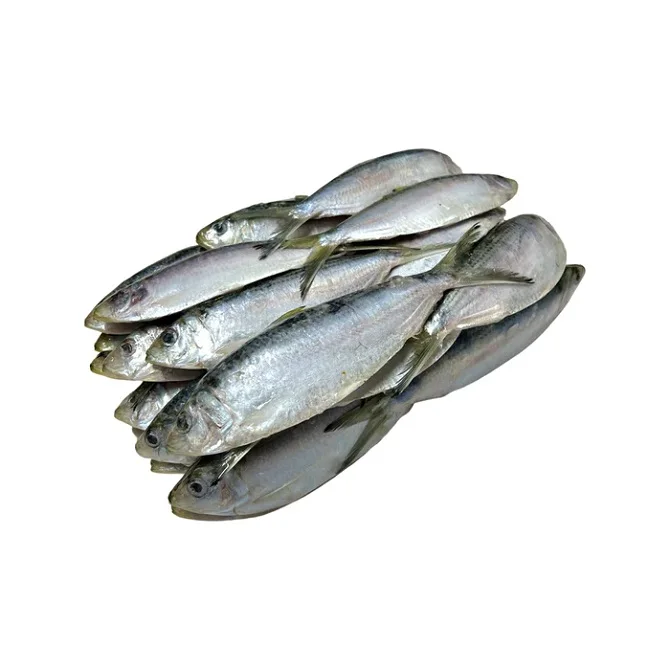 Whole Herring | Frozen Gutted Herring Fish | Wr Herring Fish ...