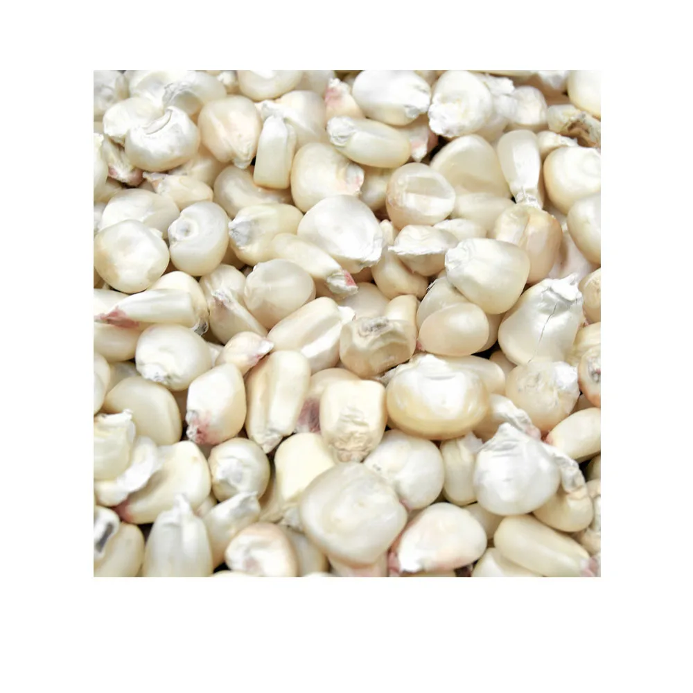 Grade 1 Non Gmo White And White Corn/maize - Buy White Maize Non Gmo ...