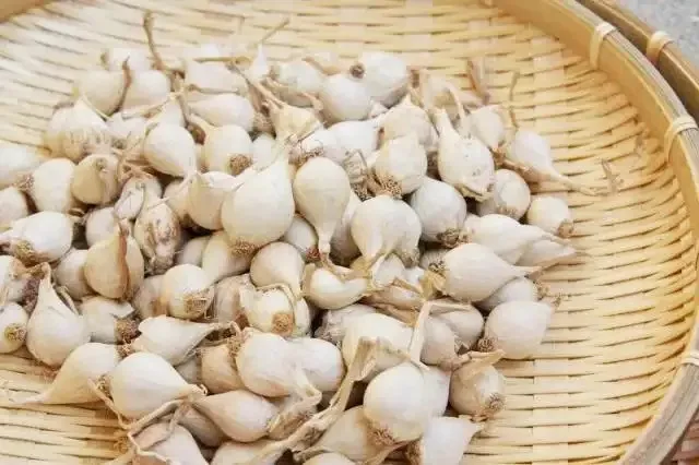 Fresh Natural White Garlic/ 2024 Harvest/ Top Quality Garlic/ Natural ...