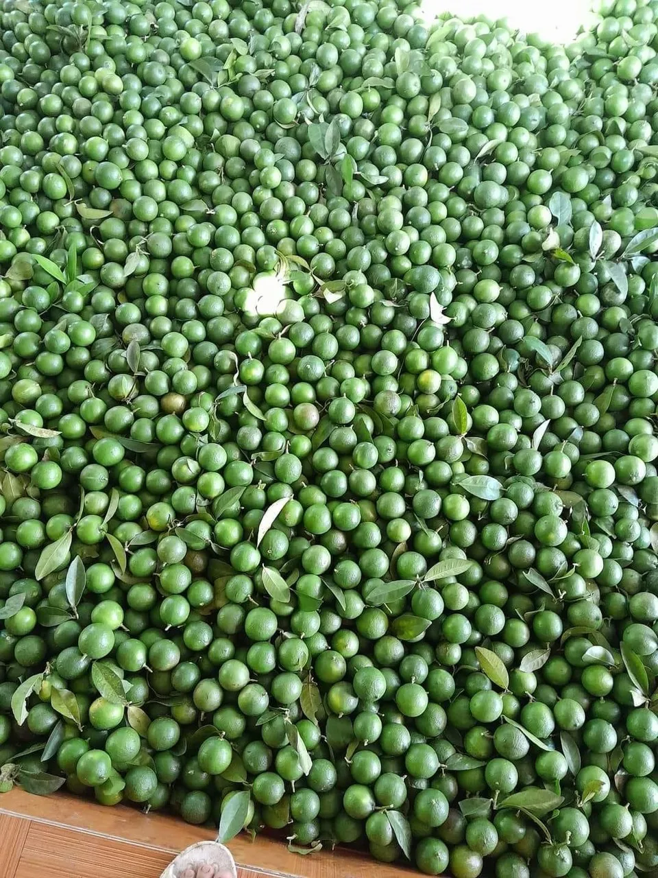 Vietnam New Crop 2024 Seedless Lime And Lemon Competitive Price Fresh ...