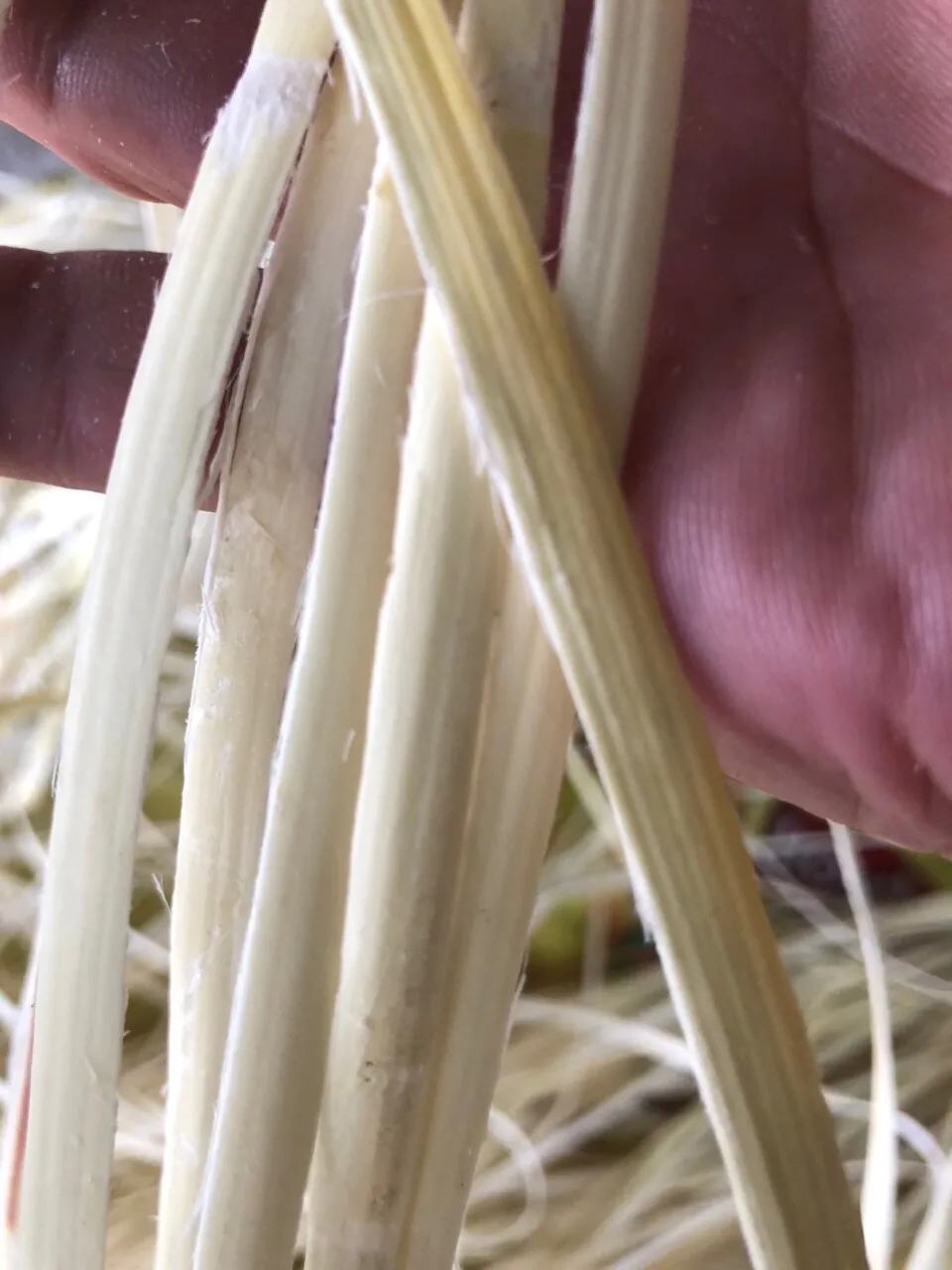 100% Natural Rattan Bleached Rattan Cane Webbing Color With Good Price ...